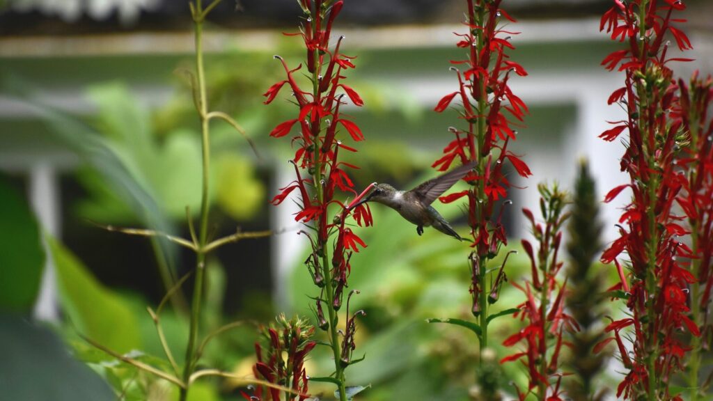 The Pollinator Pathway and Building Essential Wildlife Habitat with ...